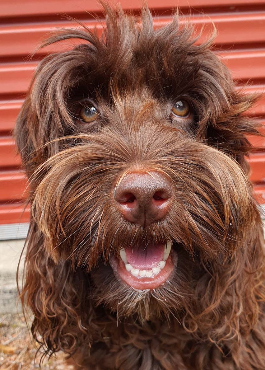 Meet Our Pack – Belamekah