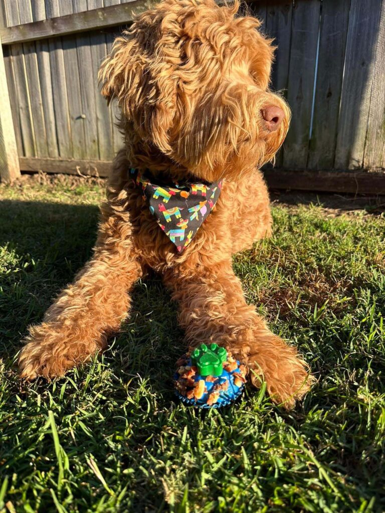 Belamekah – Australian Cobberdog Breeder Queensland
