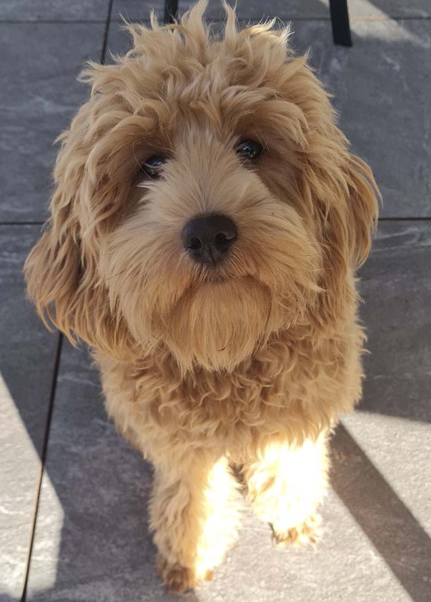 Meet Our Pack – Belamekah